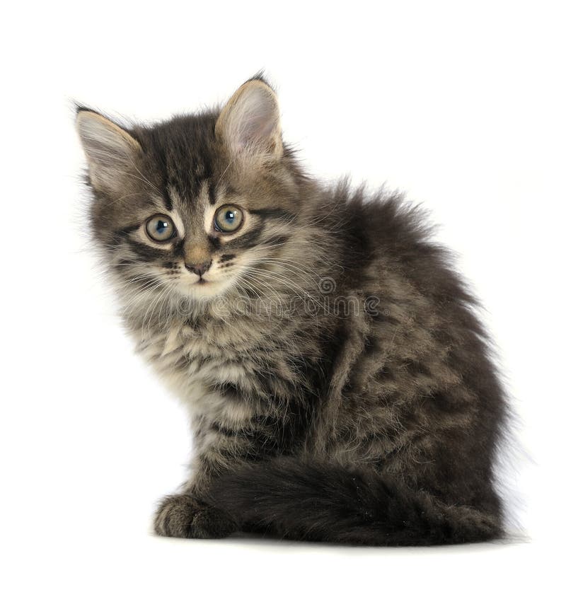Grey kitten stock photo. Image of child, gray, feline - 17090108