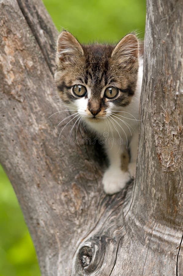 Scared Cat stock image. Image of spook, making, frighten - 5360525