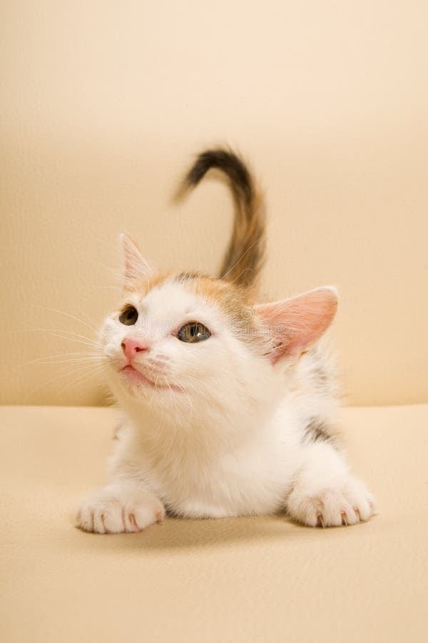 Kitten stock image. Image of small, feline, animal, domestic - 20178417
