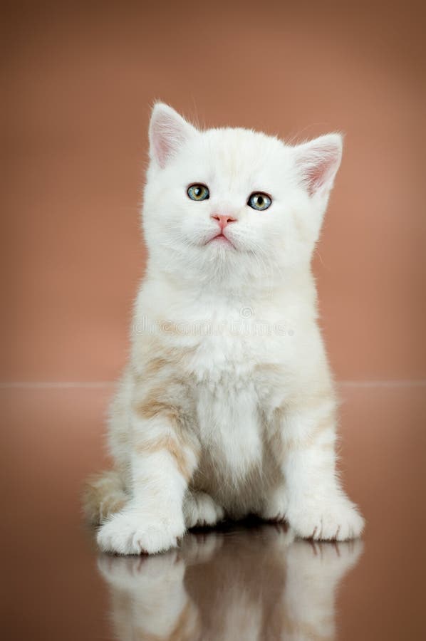 Kitten stock image. Image of baby, beautiful, face, dream - 23123851