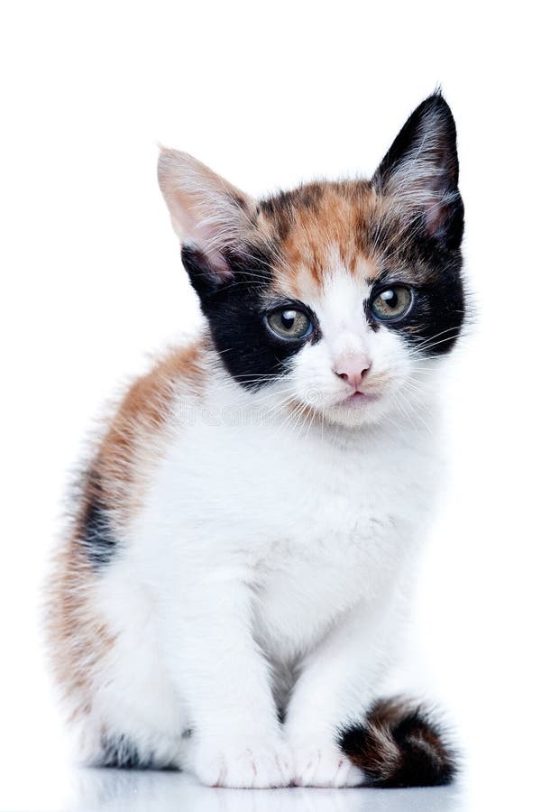 24,000+ Kitten Free Stock Photos - StockFreeImages
