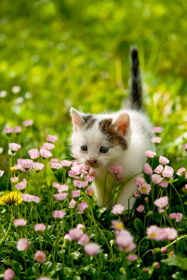 Kitten stock photo. Image of grass, spring, animal, kitten - 24727906