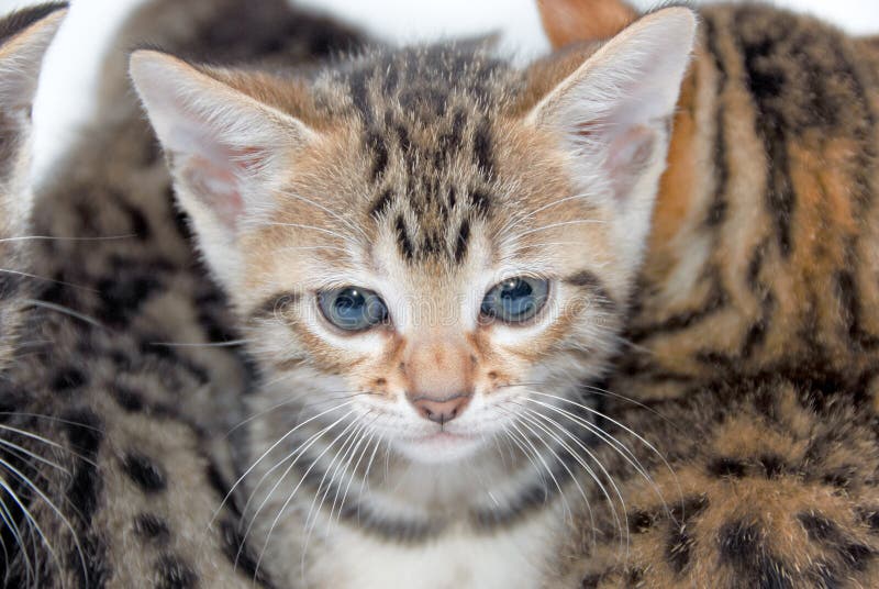 Scared kitten stock photo. Image of eyes, animal, claw - 1836826