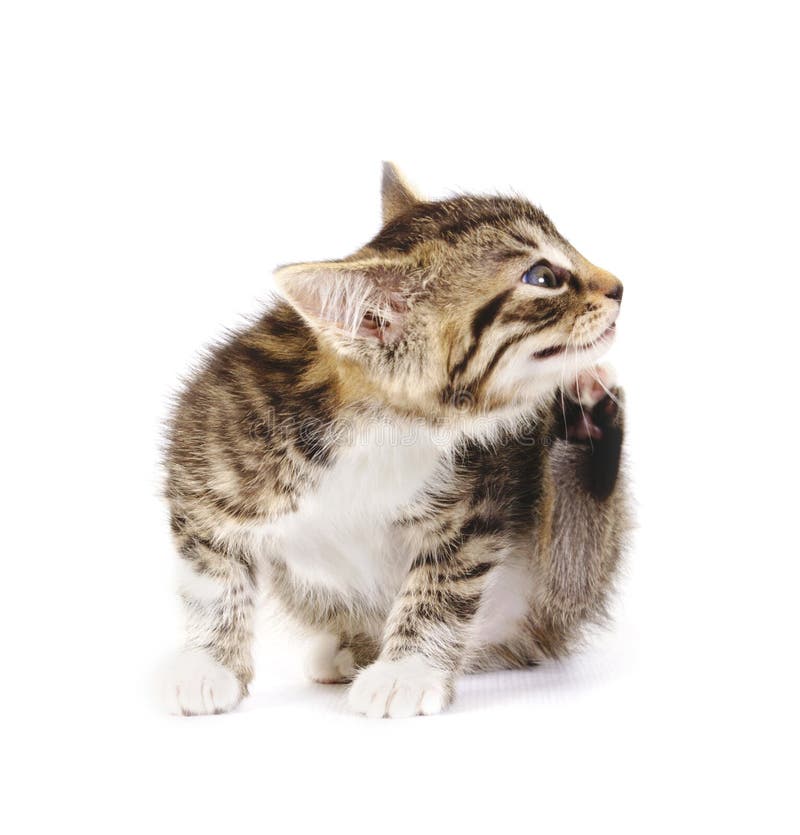 Kitty and butterfly stock photo. Image of kitten, white - 19209818