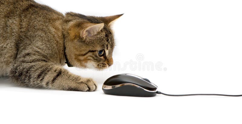 Cat click laptop mouse stock image. Image of kitten, notebook - 134287