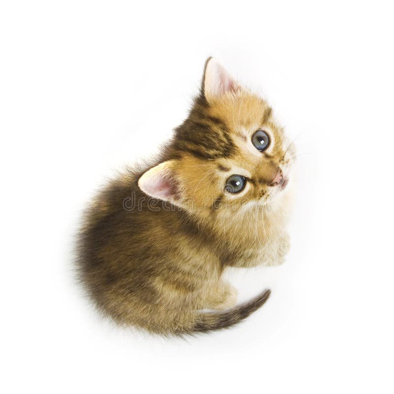 Kitty and butterfly stock photo. Image of kitten, white - 19209818
