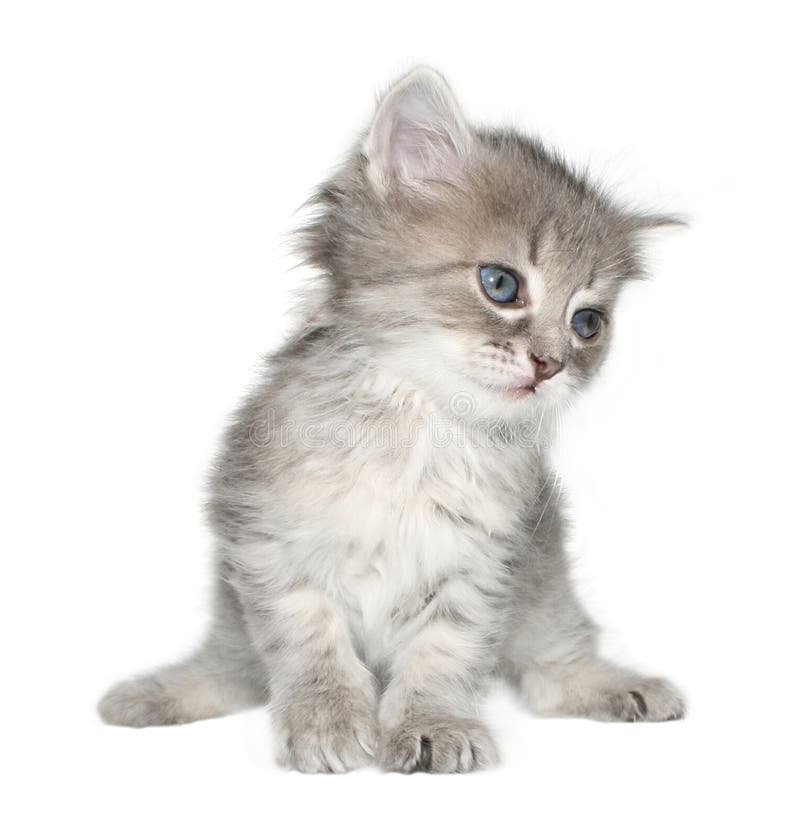 Grey kitten stock photo. Image of child, gray, feline - 17090108