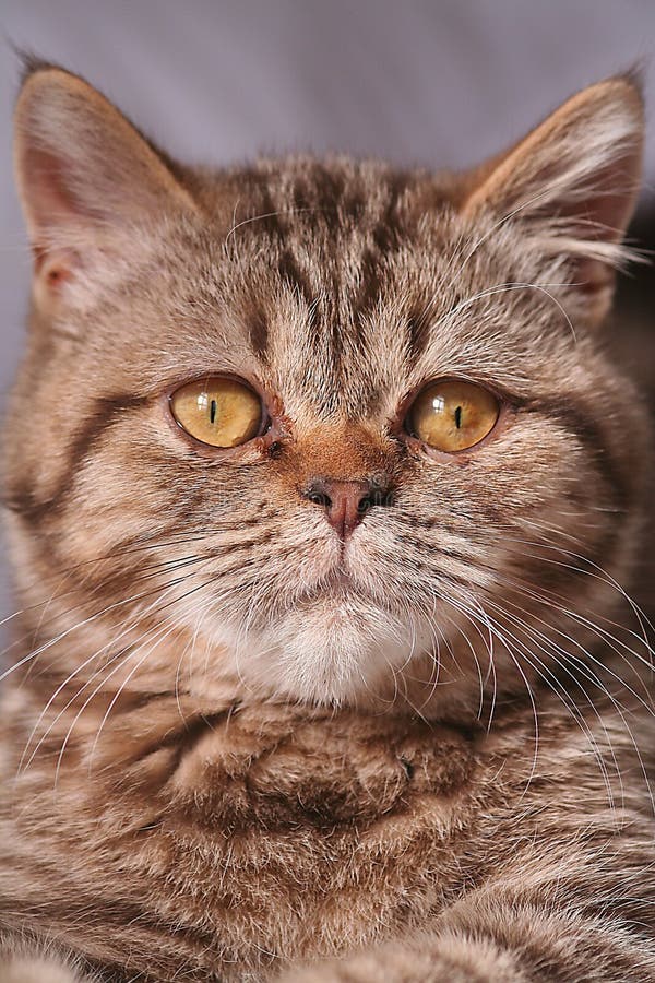 Bokkcase kitty stock image. Image of kitten, meow, shelving - 1330829