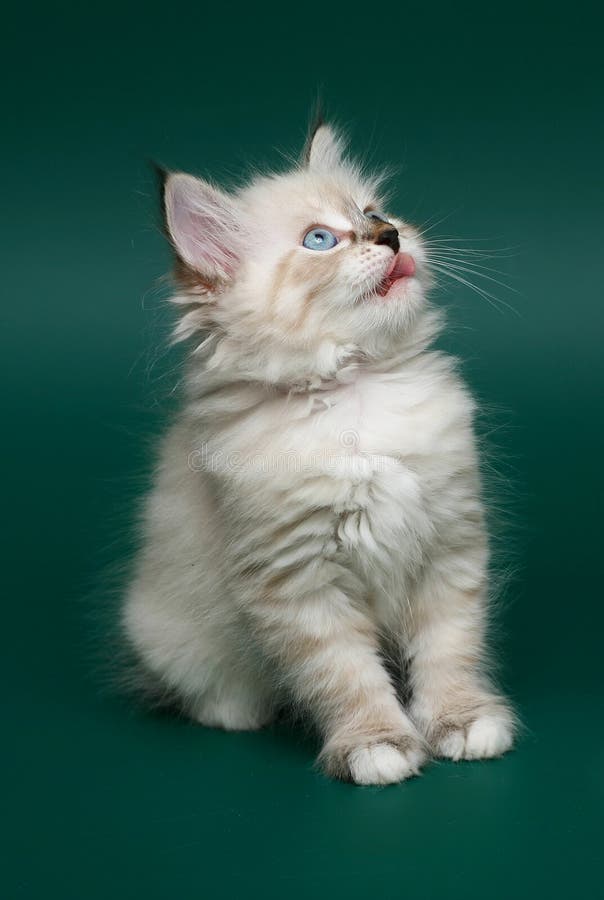 Scary Kitten stock image. Image of scary, animal, meowing - 20101605