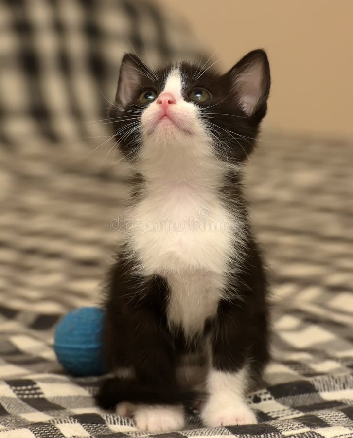 Kitten age one month stock image. Image of loving, curious - 78037363