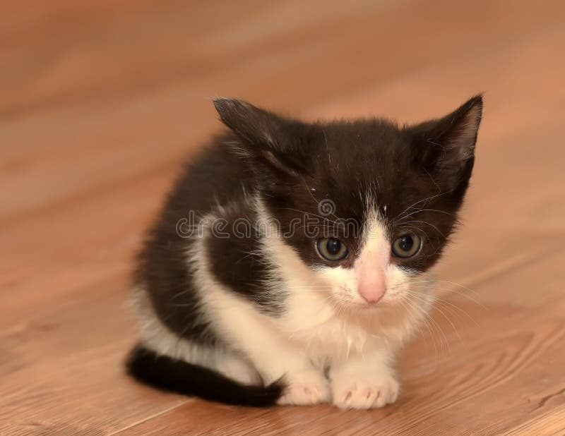 Kitten age one month stock photo. Image of animal, curious - 78037390