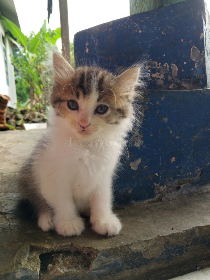 Kitten Anggora Domestic White Stock Photos - Free & Royalty-Free Stock ...