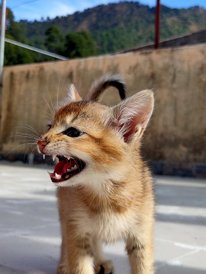 A Kitten with Angry Face with Small Teeths Stock Photo - Image of ...