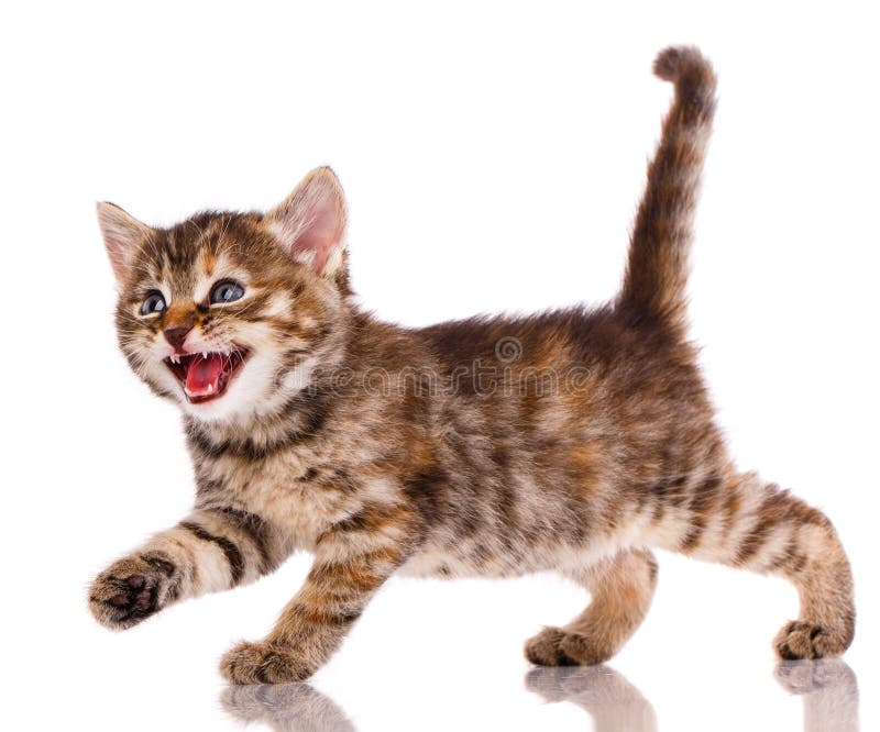 Kitten Cat Angry stock photo. Image of eyes, hissing - 100087778