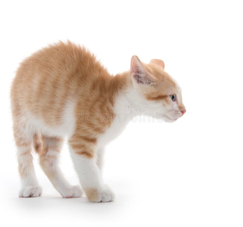 Kitten Arching Its Back Stock Photos - Free & Royalty-Free Stock Photos ...