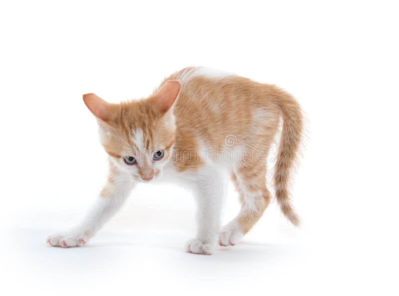 Baby Back Arching Stock Photos - Free & Royalty-Free Stock Photos from ...