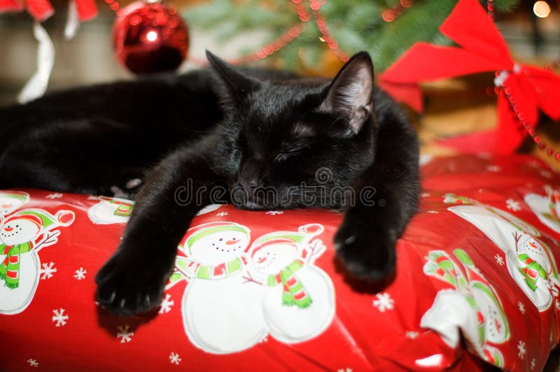 393 Cat Top Christmas Tree Stock Photos - Free & Royalty-Free Stock ...