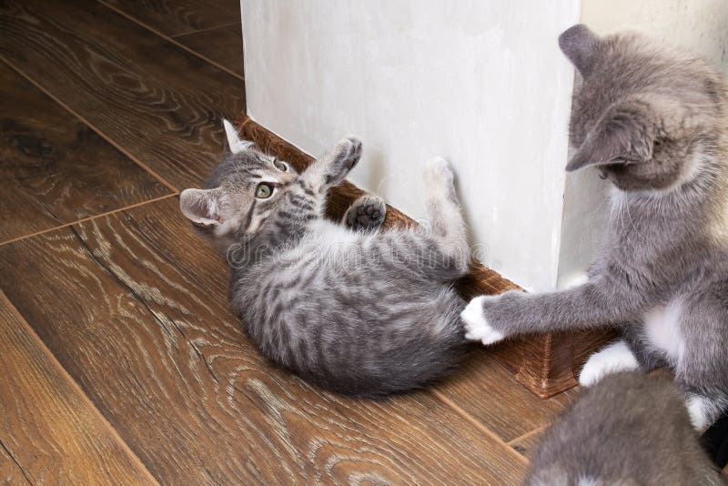 Kitten Attacks Another Kitten in the Room Stock Photo - Image of grey ...