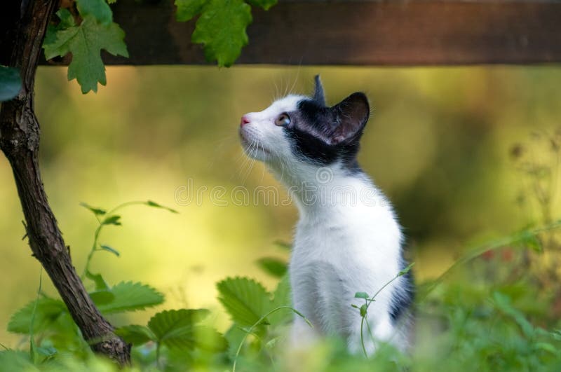 Kitten stock image. Image of outdoor, kitty, back, animal - 39630913