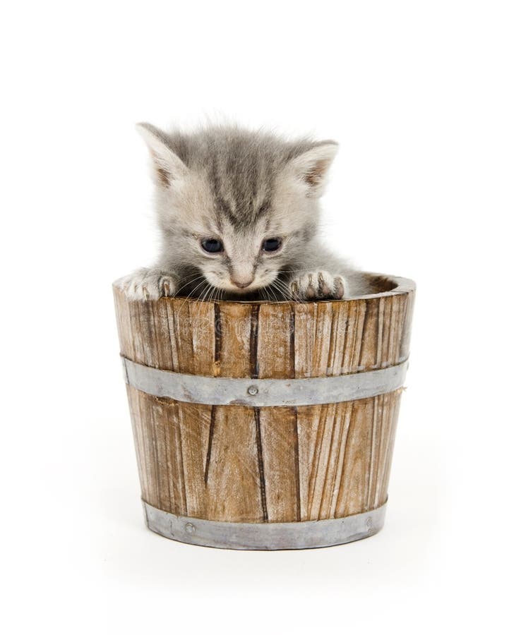 Kitten in a barrel stock photo. Image of gray, adorable - 2676294