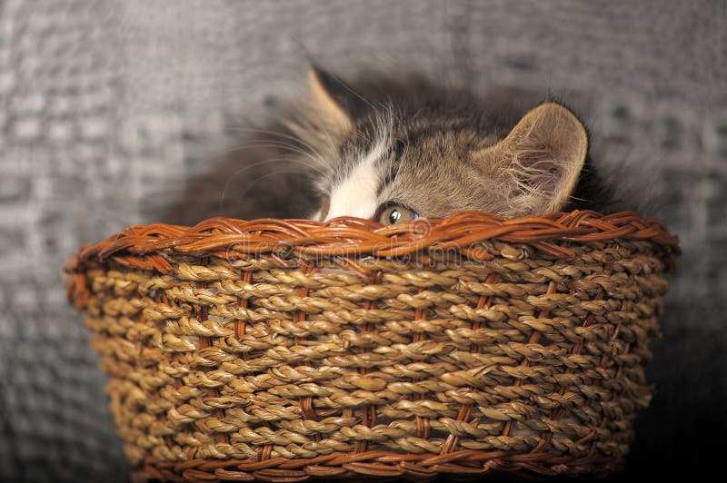 Cat in the basket stock photo. Image of eyes, beautiful - 2005972