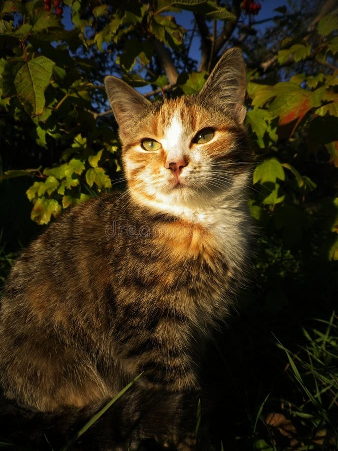 Kitten basking in the sun stock photo. Image of nature - 200953526