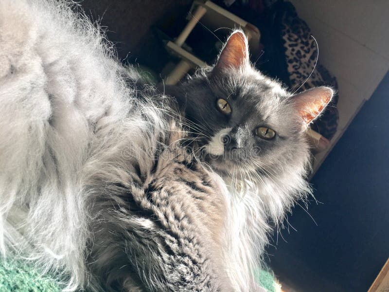 Kitten stock photo. Image of eyes, hair, beautiful, kitty - 95726700