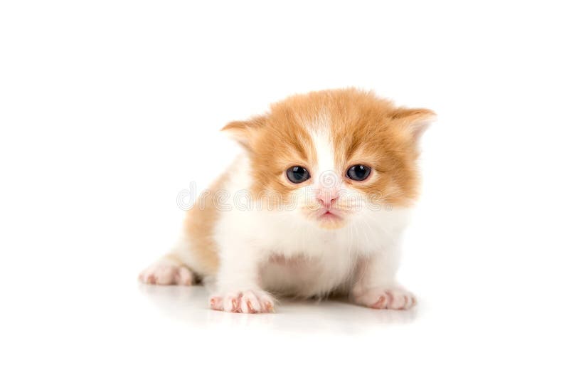 Kitten stock photo. Image of beautiful, isolated, feline - 34133180