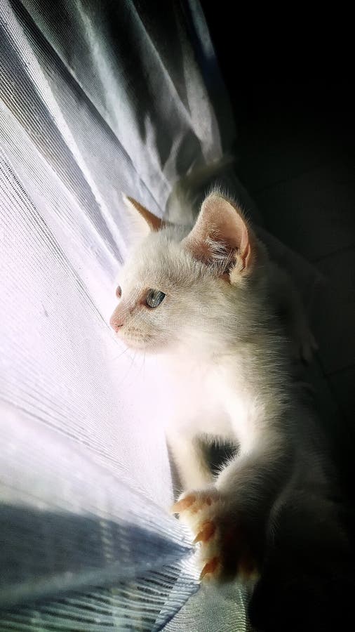The Kitten Behind the Curtain Stock Image - Image of white, curtain ...