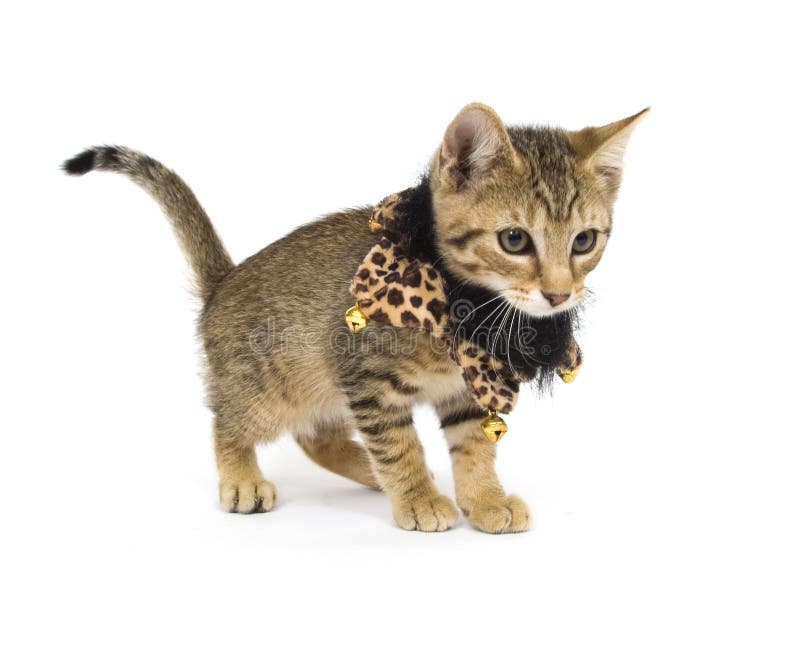 Kitten With Bells On Picture. Image: 4781096
