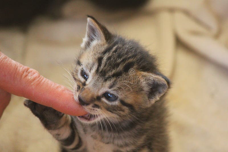 Cat biting finger stock photo. Image of pain, profile - 3411668