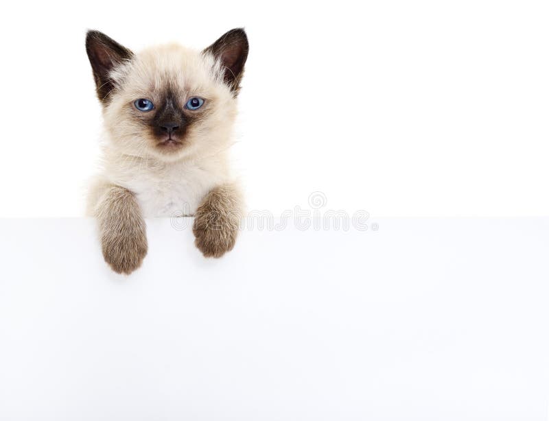 Kitten with blank stock image. Image of closeup, blank - 40007141