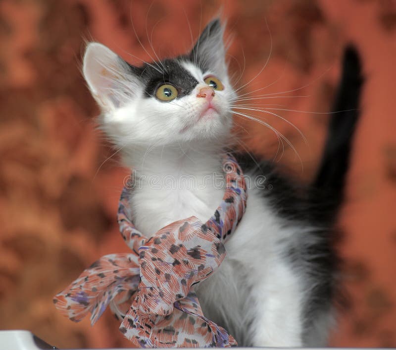 Kitten with a bow on neck stock image. Image of animals - 33953381