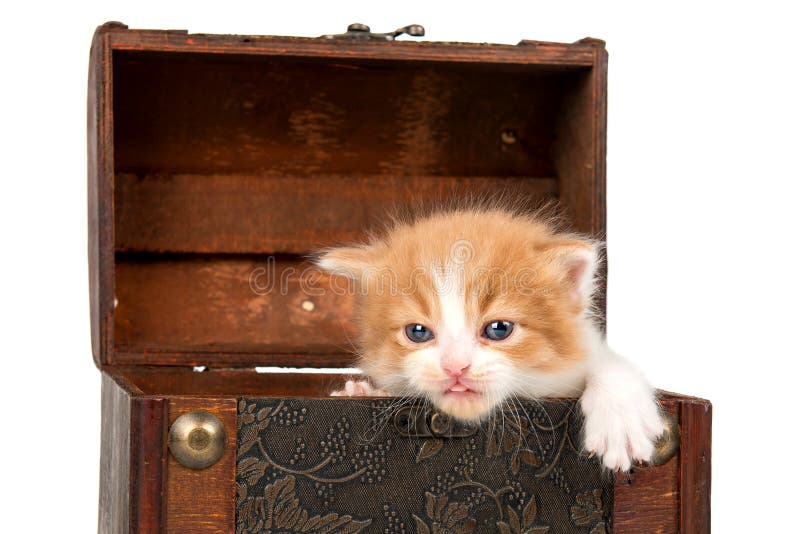 Kitten in a box stock image. Image of kitten, feline - 31504397