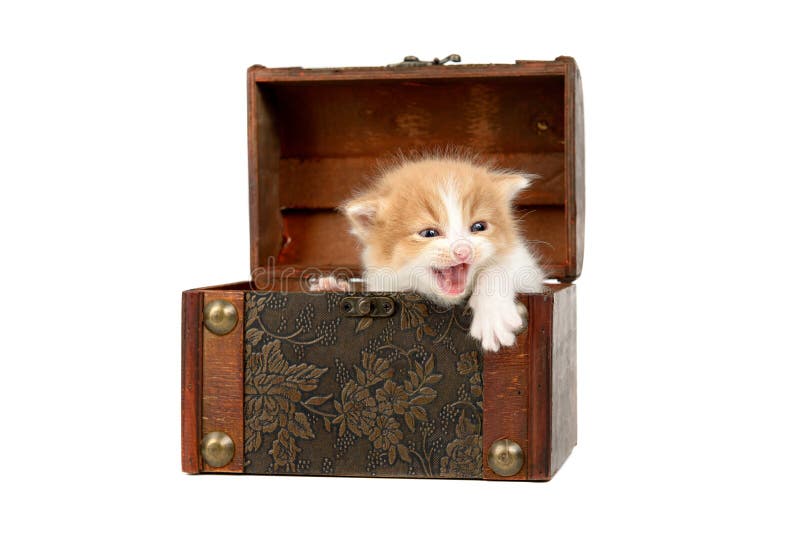 Kitten in a box stock image. Image of isolated, feline - 34133147