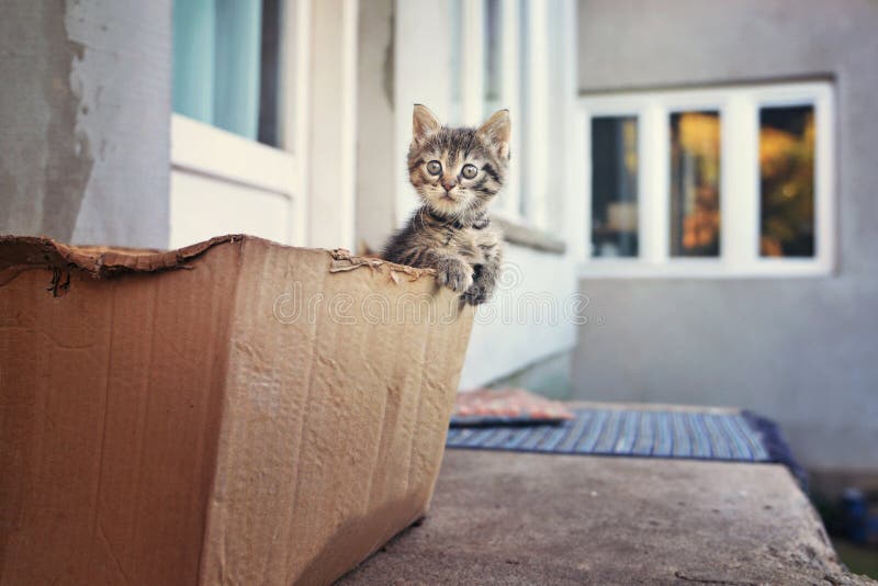 Kitten in a box stock photo. Image of surprised, kitty - 120487460