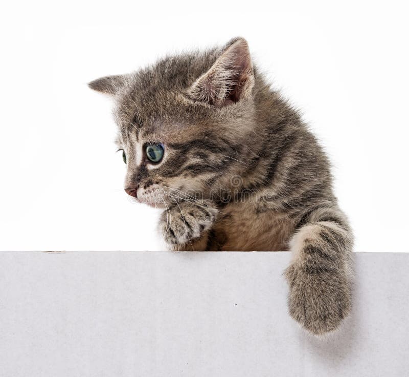 Kitten in a box stock image. Image of close, newborn - 40768577