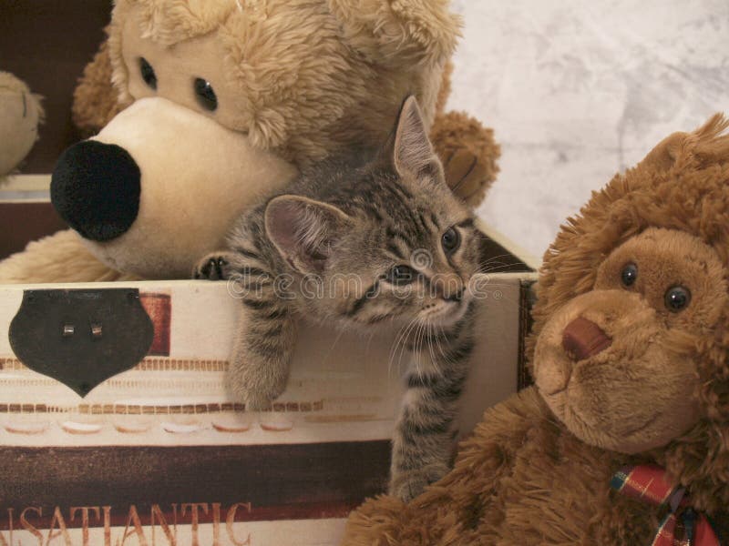Kitten in box stock photo. Image of eyes, grey, bears - 46974512