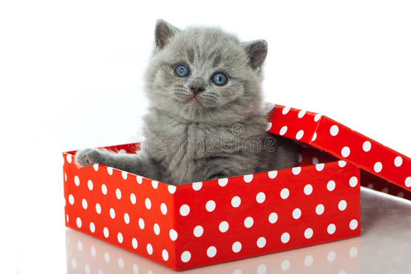 Kitten in a box stock image. Image of british, shorthair - 42834591