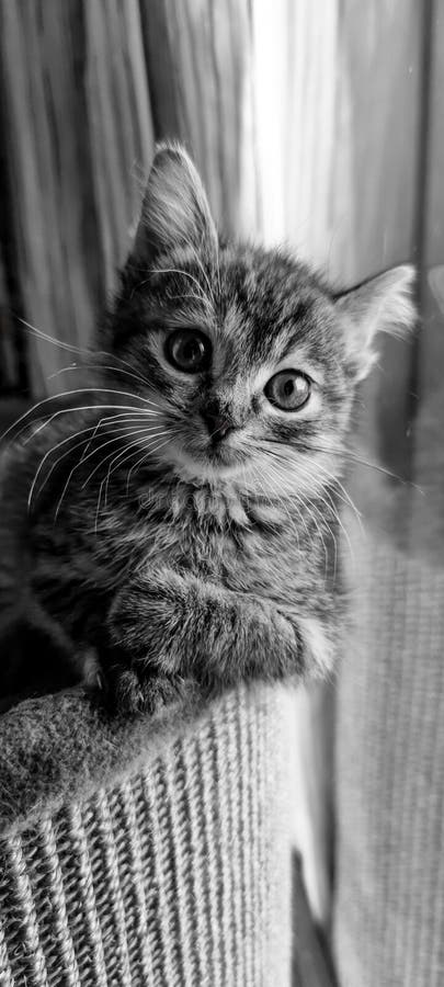 Kitten on a Box Looking at Us Stock Photo - Image of whiskers, animal ...
