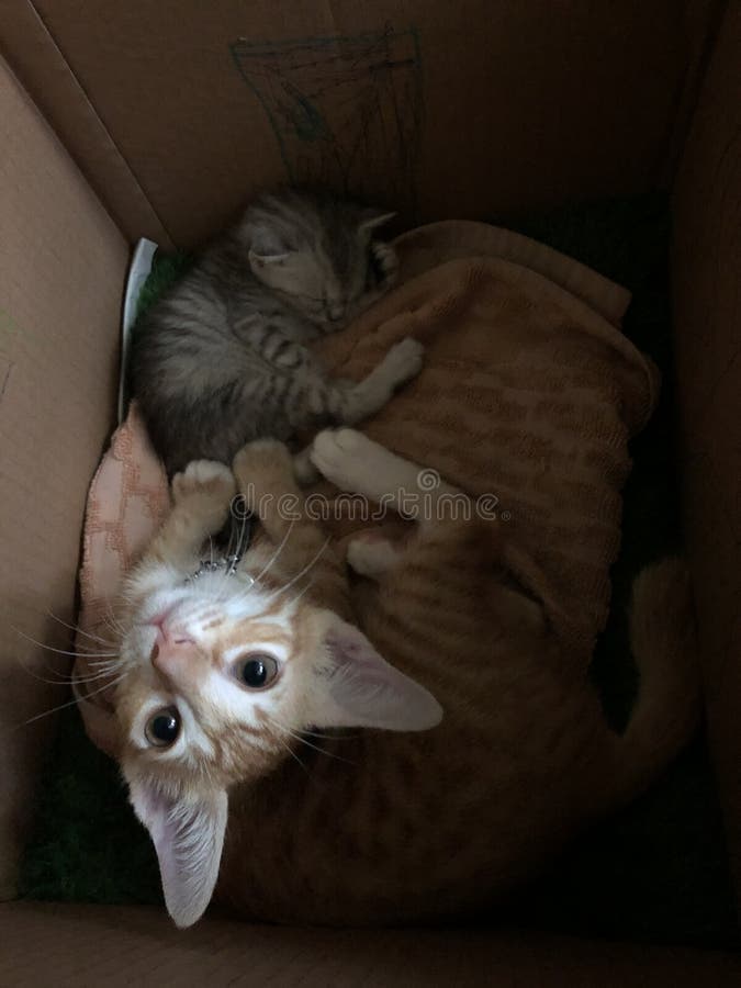 Kitten in the box stock image. Image of looks, orange - 352461043