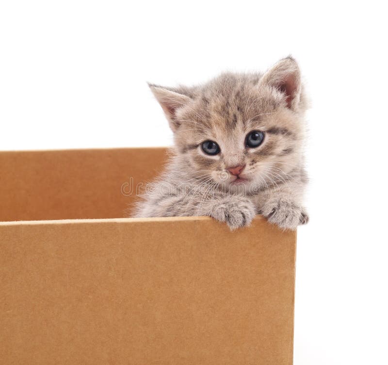 Kitten in a box. stock image. Image of gift, mammal - 116536133