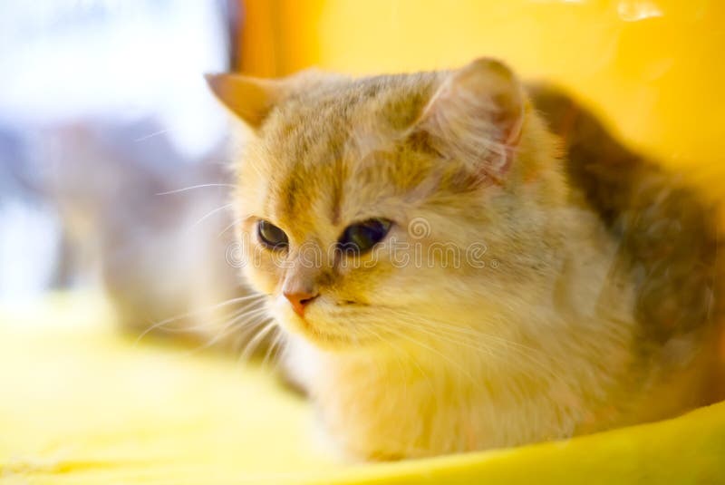 Kitten British Shorthair Lemon Color Stock Photo - Image of kitten ...