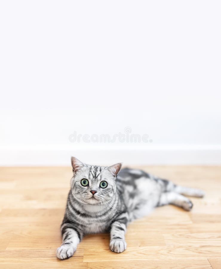 Kitten British Shorthair Silver Tabby Cat at Home Stock Image - Image ...