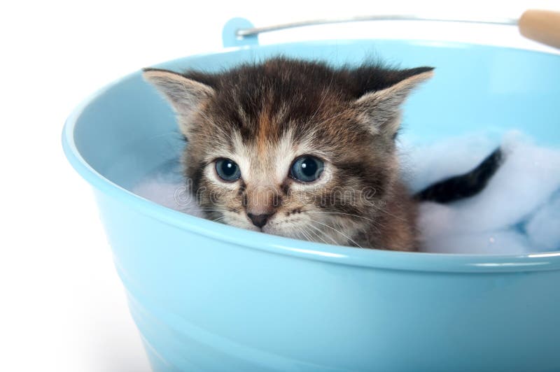 Kitten in a bucket stock photo. Image of bucket, adorable - 14843312
