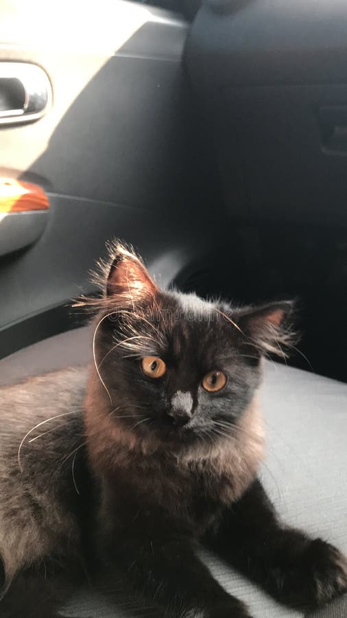 Kitten car stock photo. Image of fluffy, black, kitten - 219004320