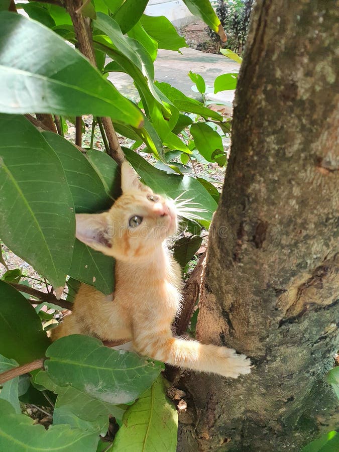 Kitten Cat Big Eyes Climbing Trees Stock Image - Image of mammal ...