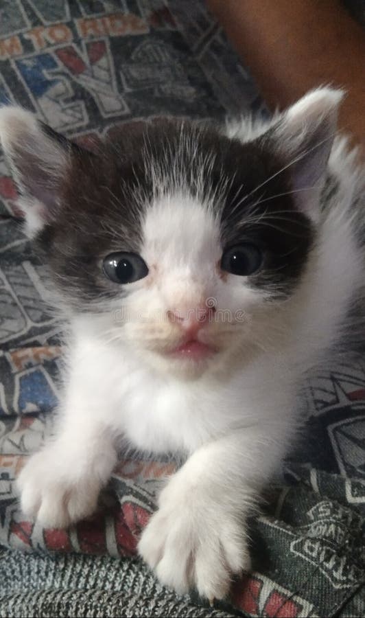 Kitten cat happy pets stock image. Image of kitten, happy - 275510131