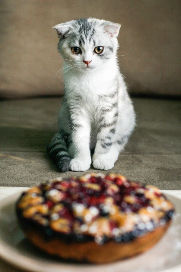 817 Cat Pie Stock Photos - Free & Royalty-Free Stock Photos from Dreamstime
