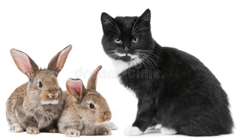 White Rabbit and Cat stock photo. Image of diversity, lagomorphs - 2052832